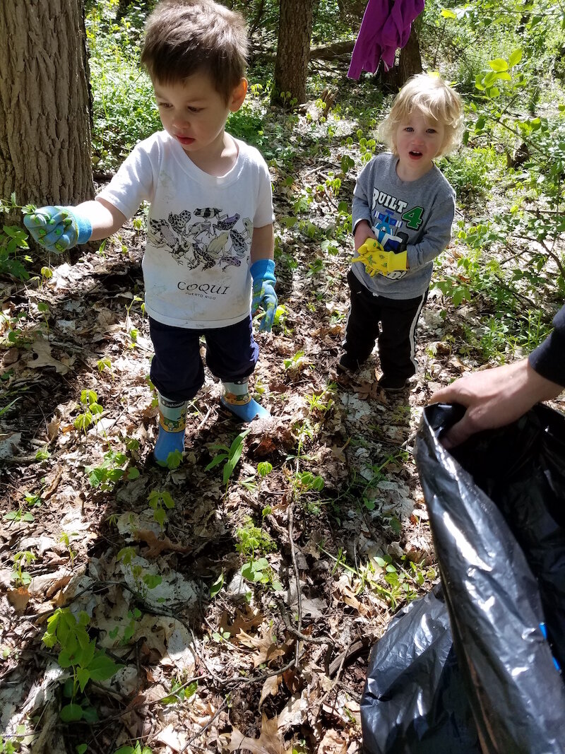 Pulling garlic mustard will help control the invasive weed at Land ...